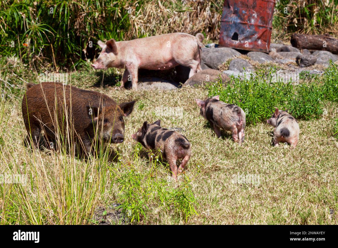Pig and its piglets hi-res stock photography and images - Alamy