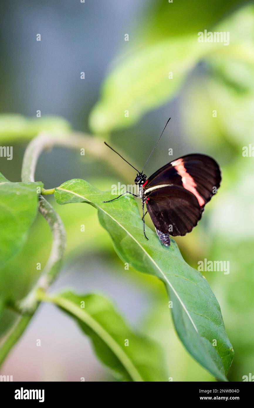 Mylotes cattleheart hi-res stock photography and images - Alamy