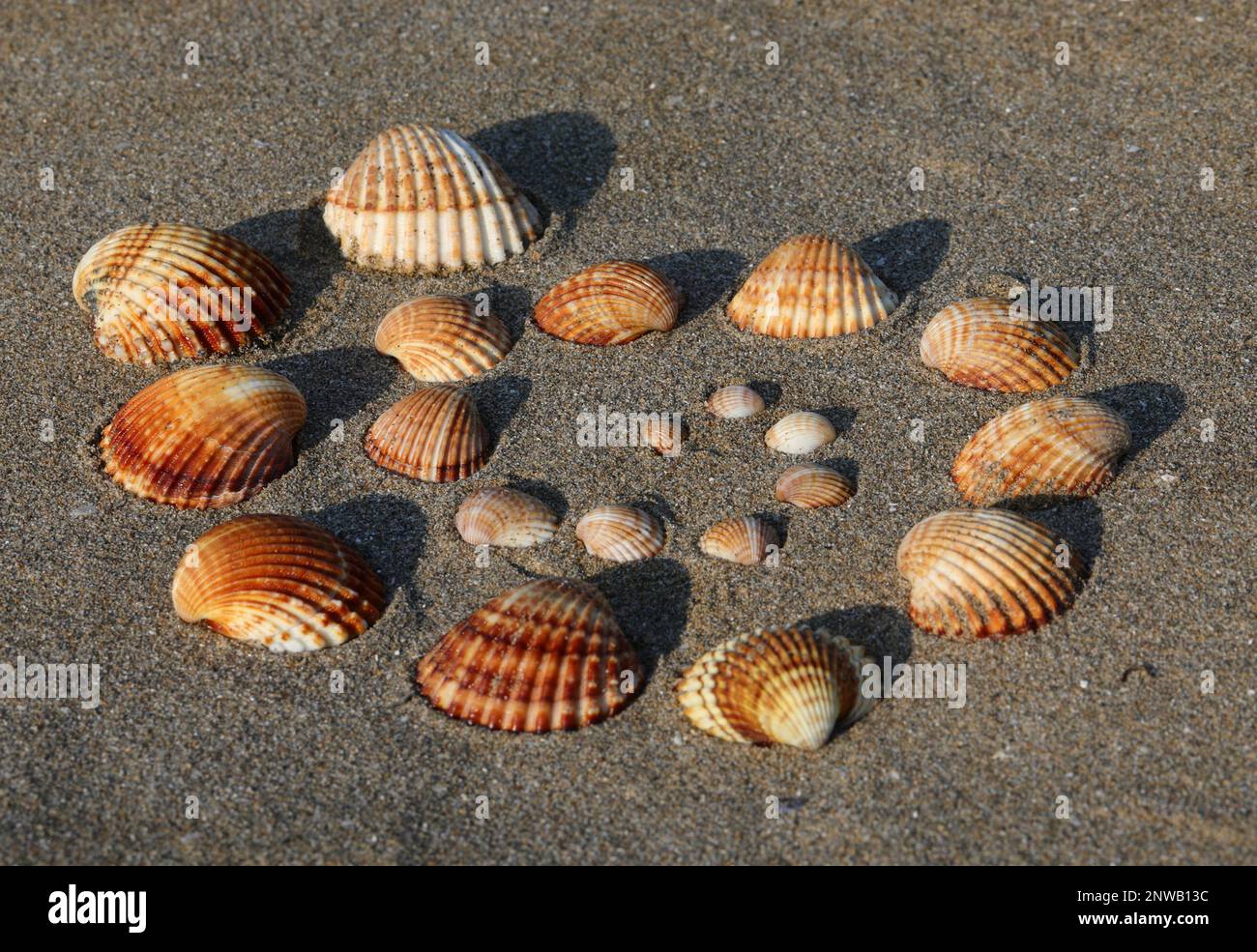 Many Cockle type shells of various sizes that form a spiral on the ...