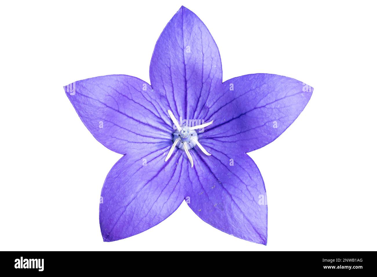 Platycodon grandiflorus violet flower isolated on white Stock Photo - Alamy