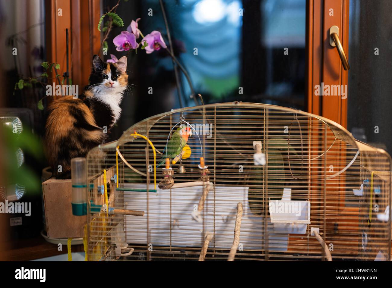 Cat looks at the parrot. Kitty vs love bird Stock Photo - Alamy
