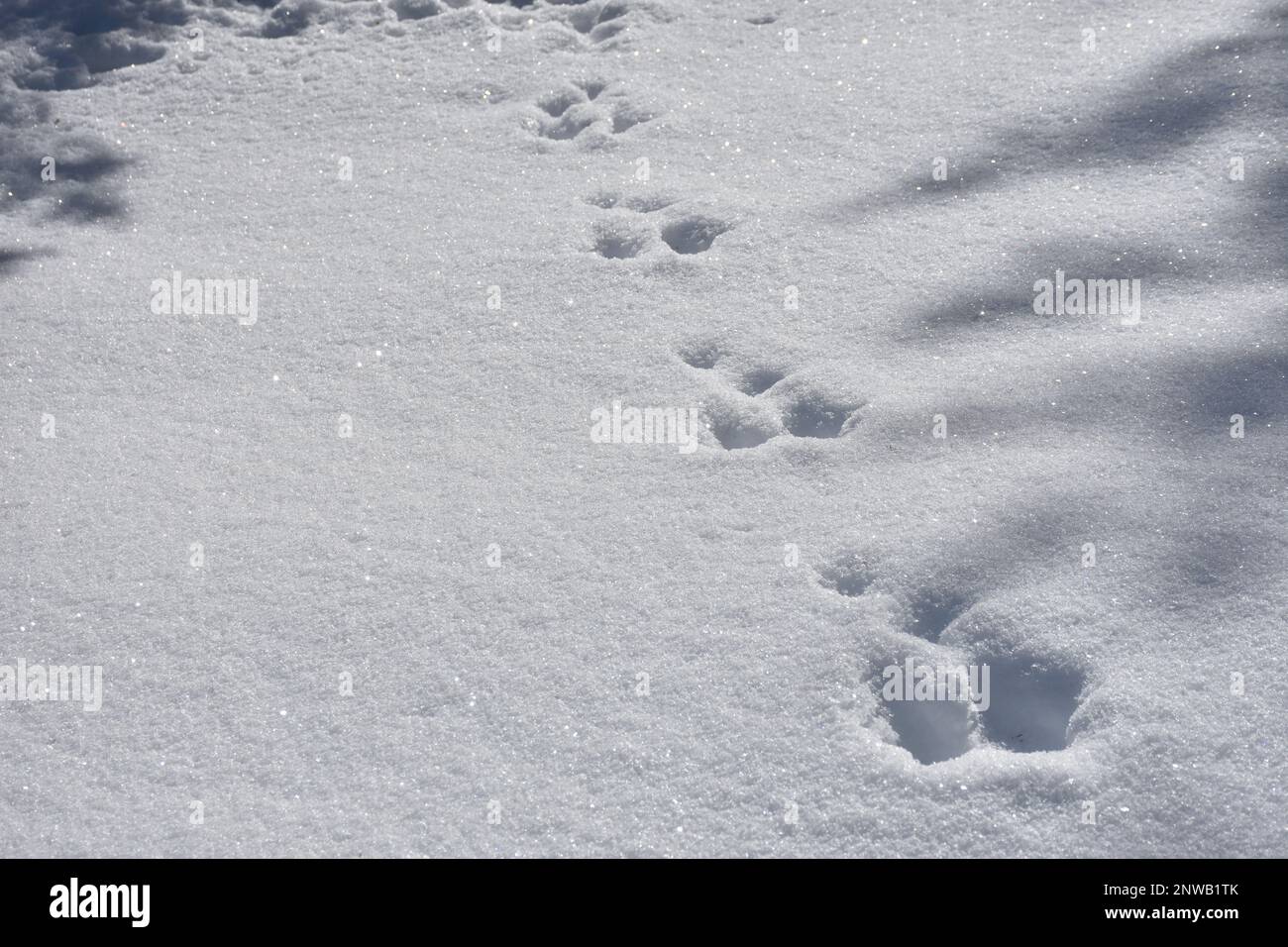 Wildtier freie natur hi-res stock photography and images - Alamy