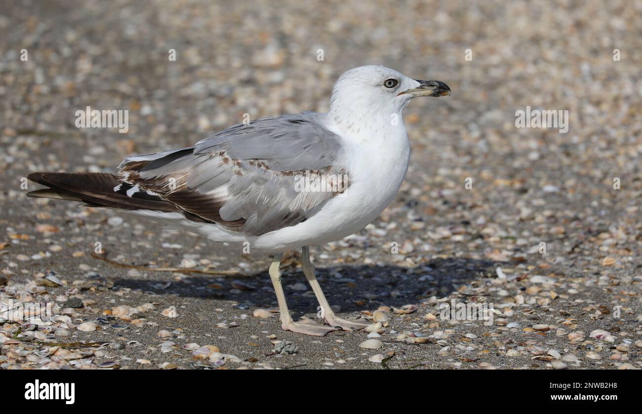 Great white seagull with beautiful yellow and some gray feathers on the ...