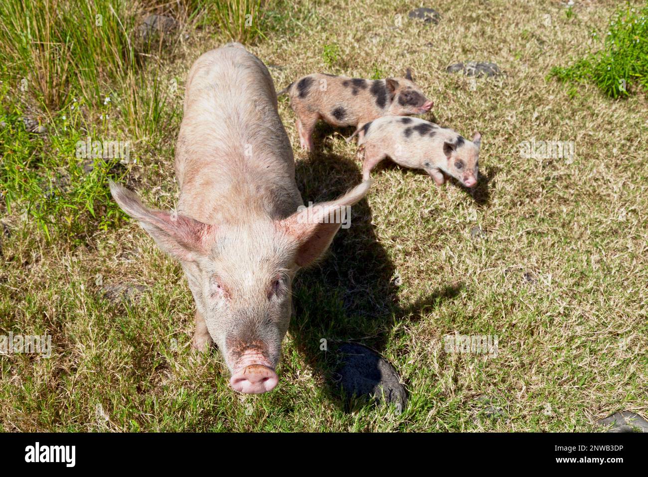 Two piglets hi-res stock photography and images - Alamy