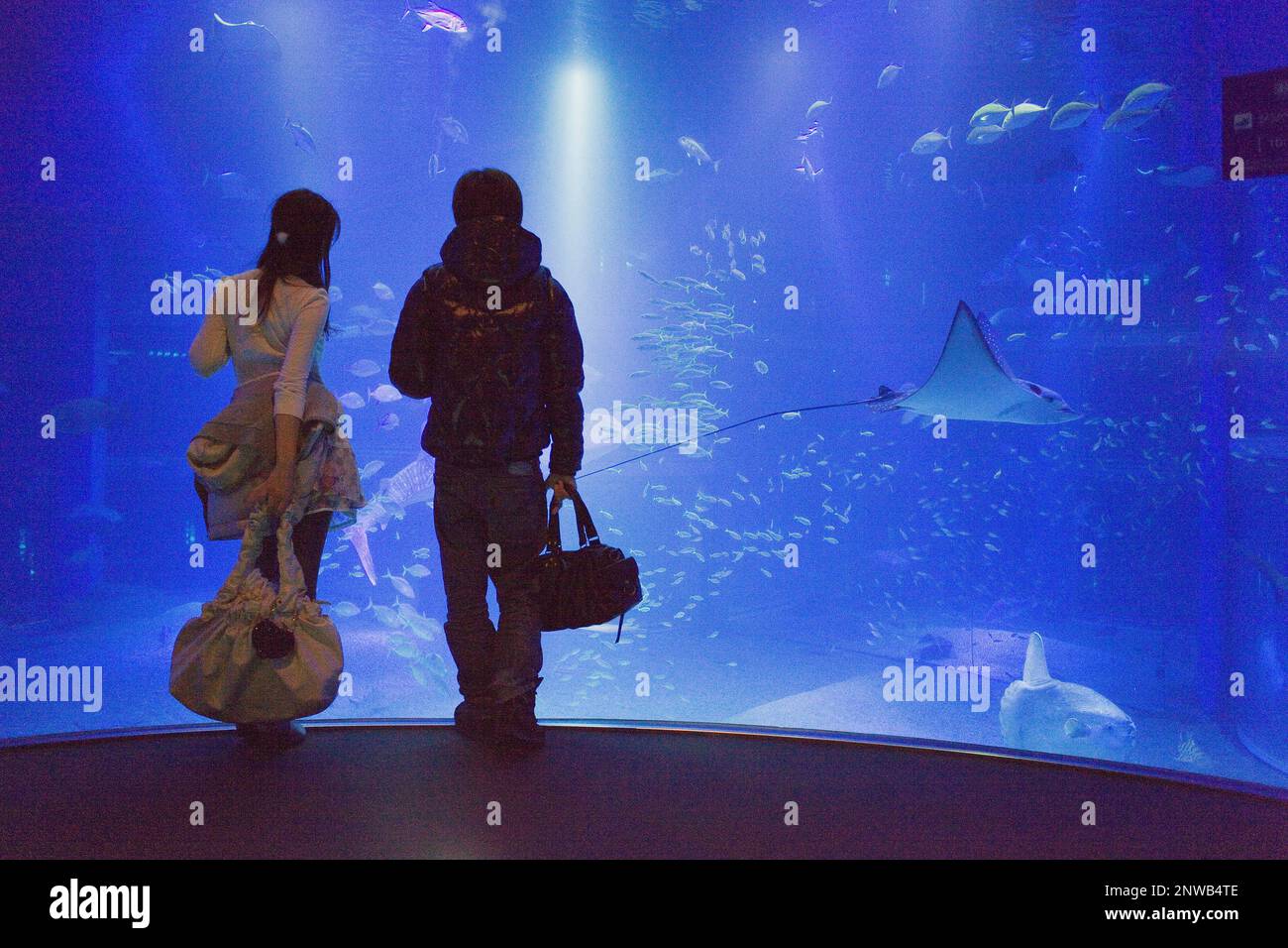 Osaka Aquarium Kaiyukan,visitors looking the massive tank,Bay area ...