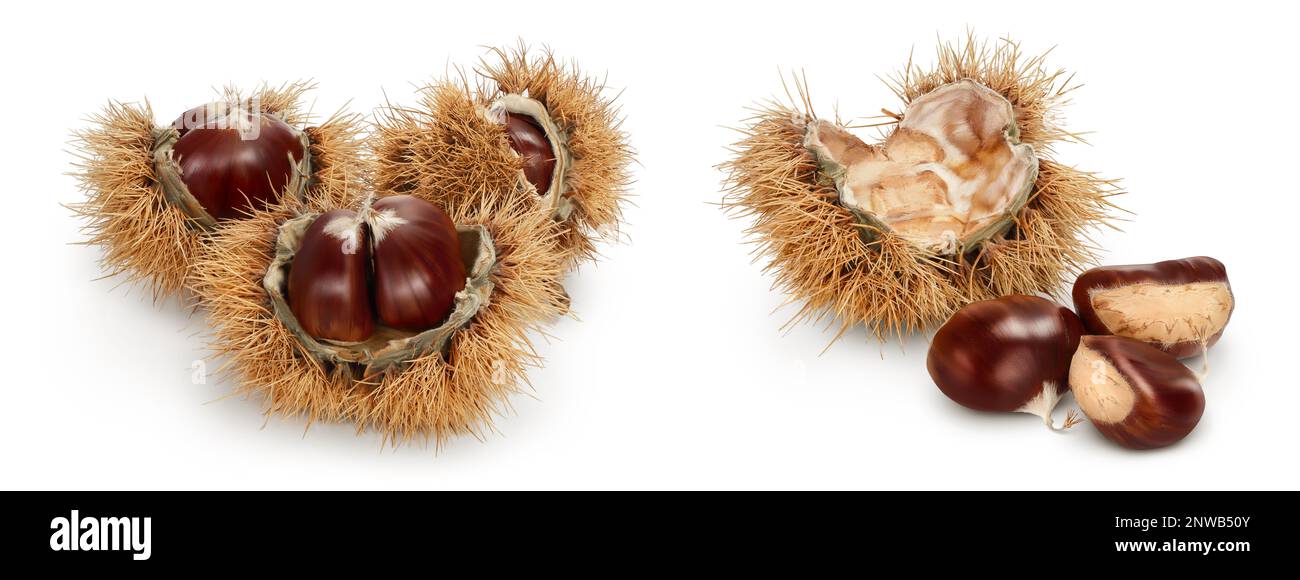 opened sweet chestnut in its spiky husk isolated on white Stock Photo ...