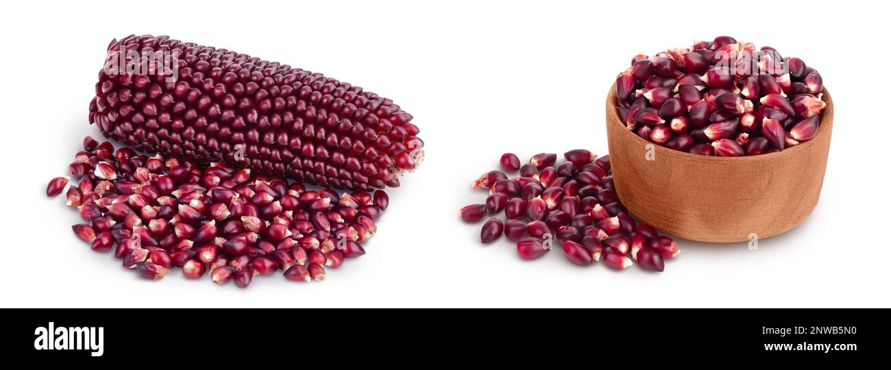 Purple corn or maize with seeds isolated on white background with full ...
