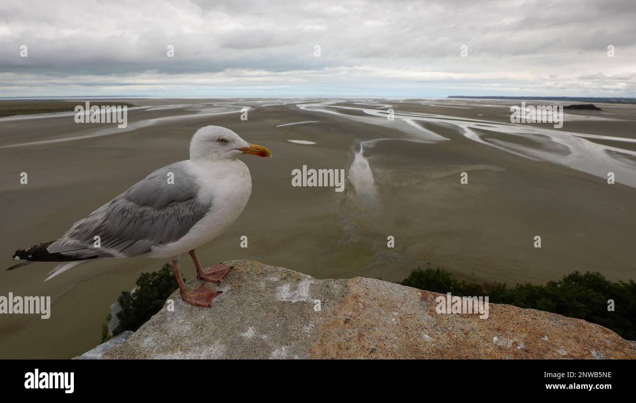 chilled seagull scans the horizon from the top of the Mont Saint Michel ...