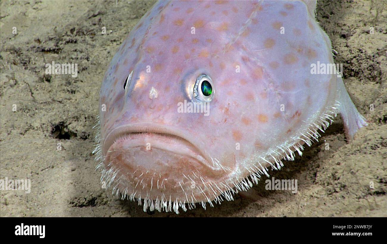 This Nov. 1, 2018 handout photo provided by the U.S. National Oceanic ...