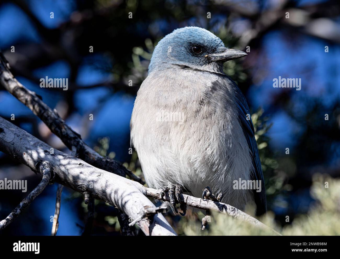Colorful Scrub Jay in the Arizona Desert Stock Photo - Alamy