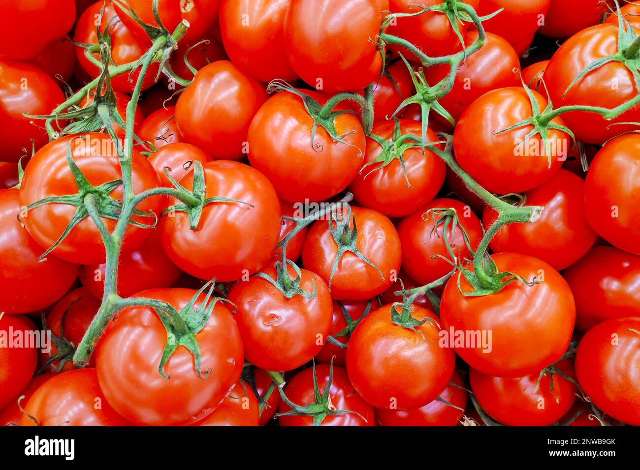 Close-up on a stack of round tomatoes in bunched for sale on a market ...