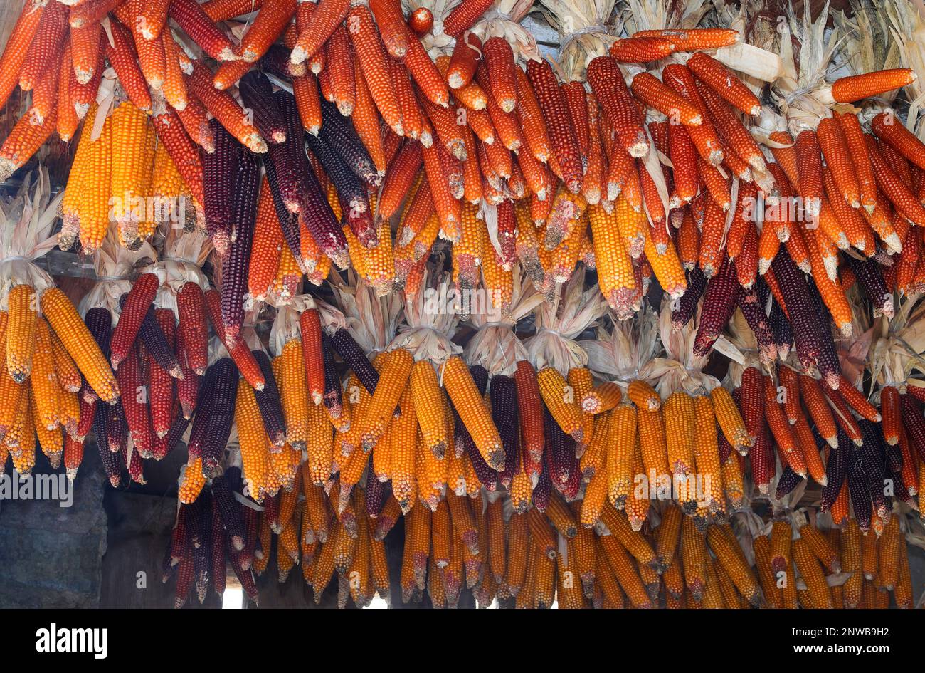 lots of cobs with corn seeds hung from the ceiling to be dried far from ...