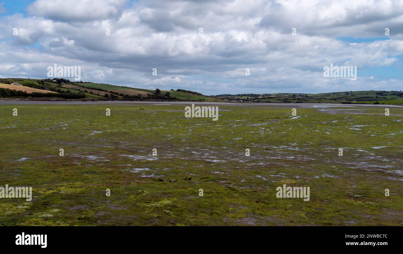 Open seabed after low tide, swamp area. Green hilly landscape. White ...