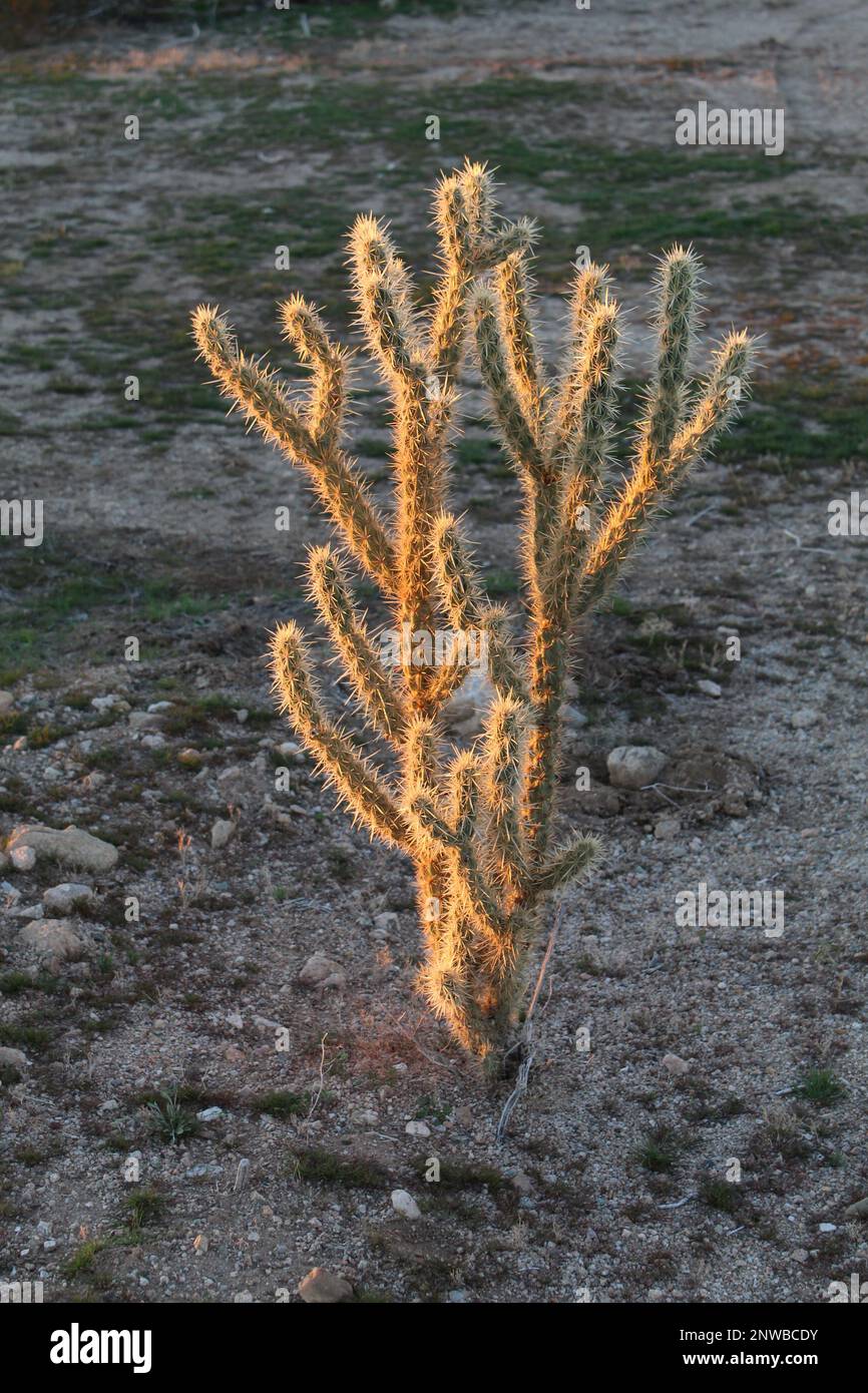 Desert landscape with cactus hi-res stock photography and images - Alamy