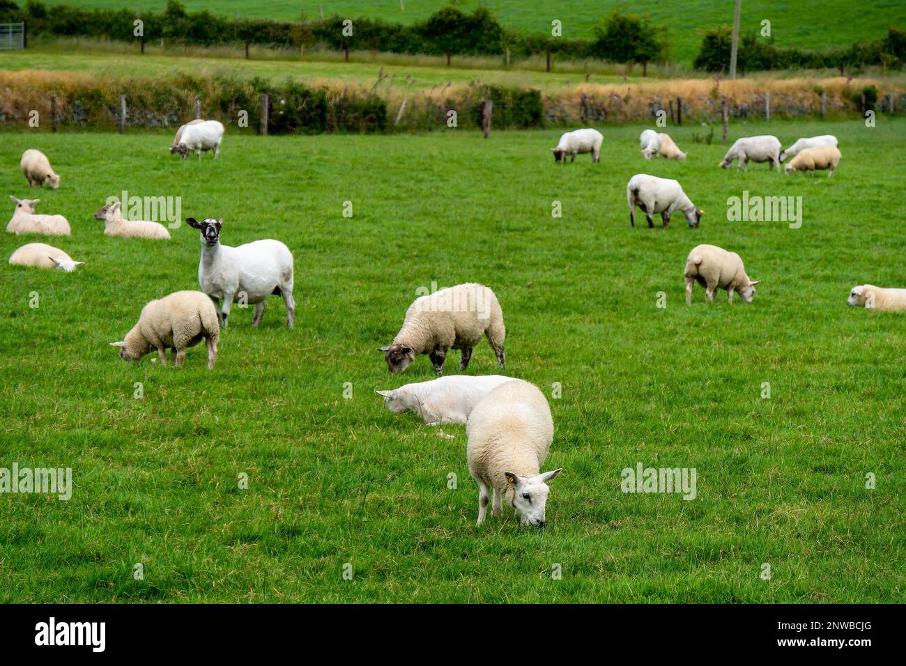 Cute sheep on a field. Sheep on free grazing. Livestock farm, ecological production. Herd of ...