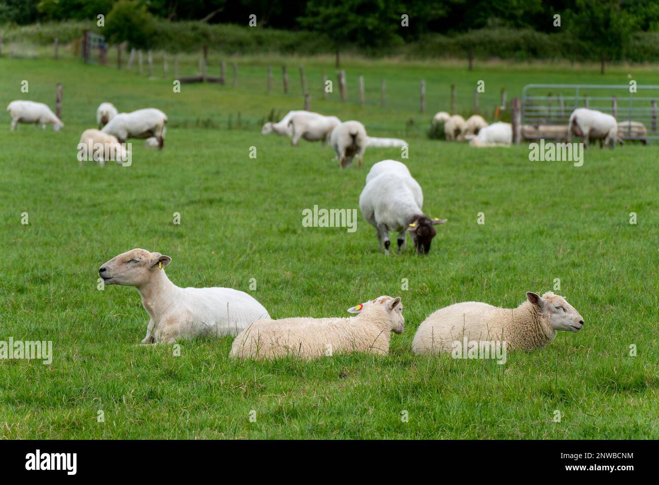 Cute sheep. Sheep on free grazing. Livestock farm, ecological ...
