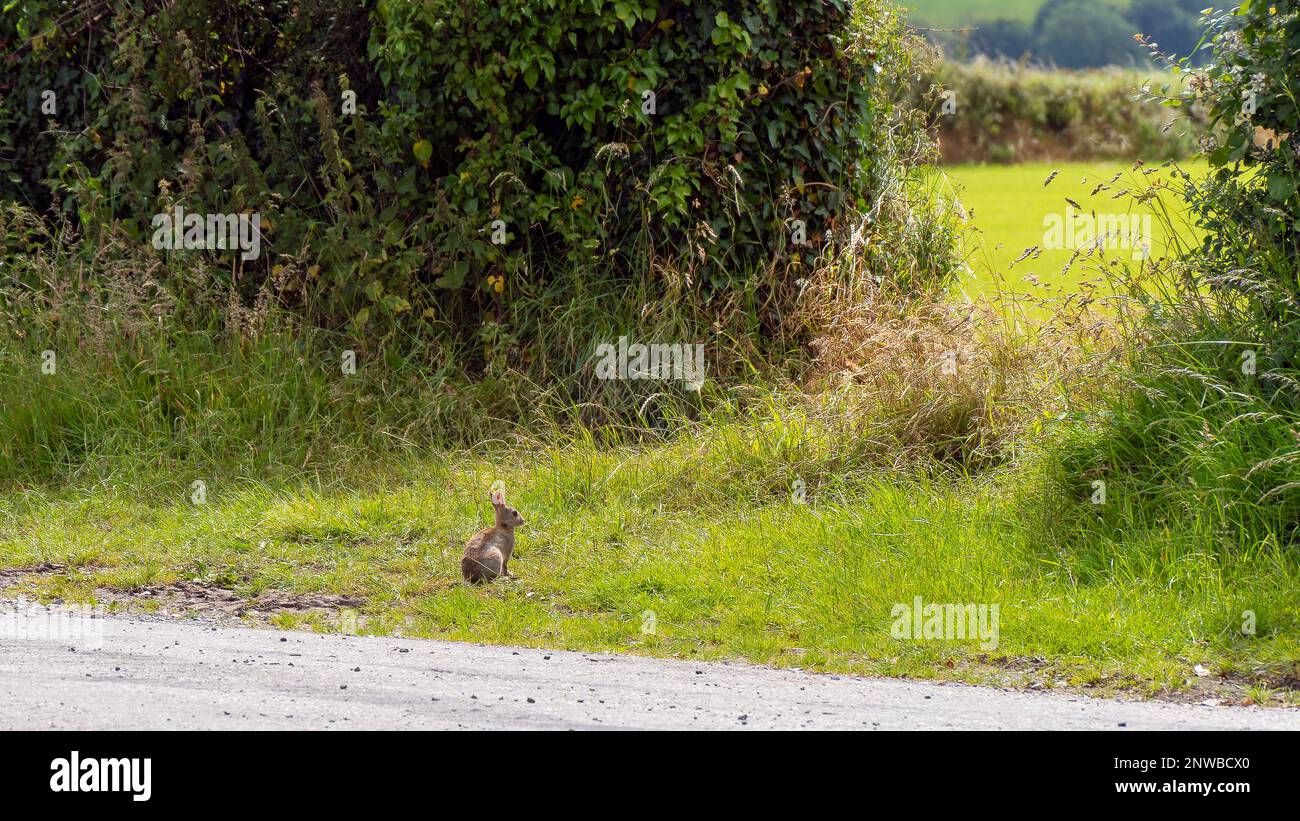 A little rabbit is sitting on the side of the road. Brown rabbit near ...