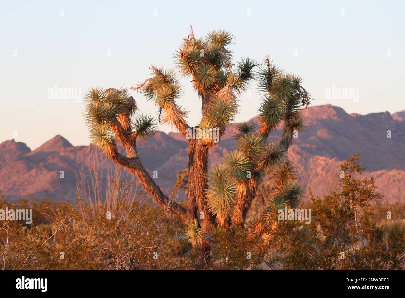 Northwest arizona hi-res stock photography and images - Alamy