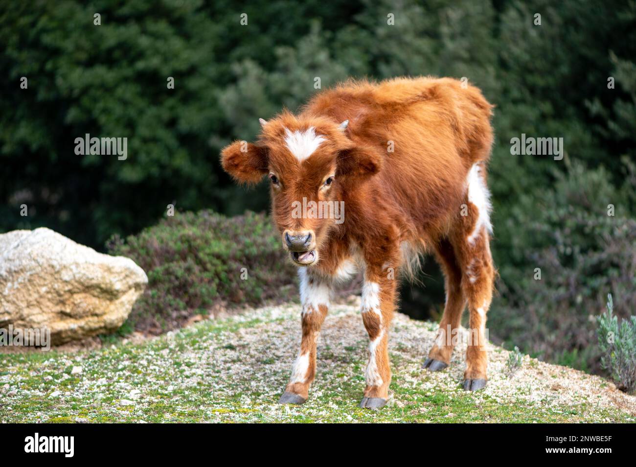 Sauvage et belle hi-res stock photography and images - Alamy