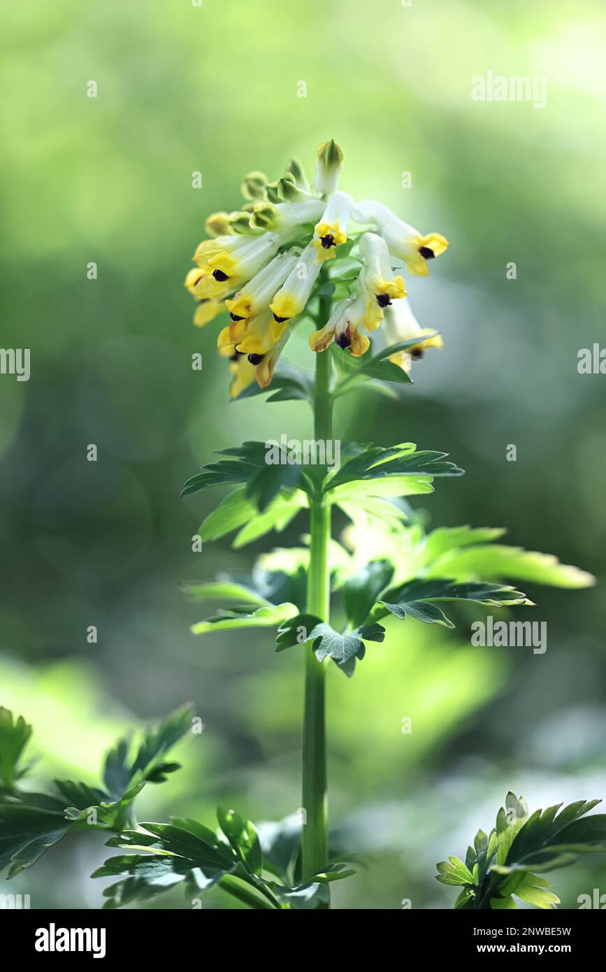Noble-flowered birthwort, also called Siberian corydalis, Corydalis ...