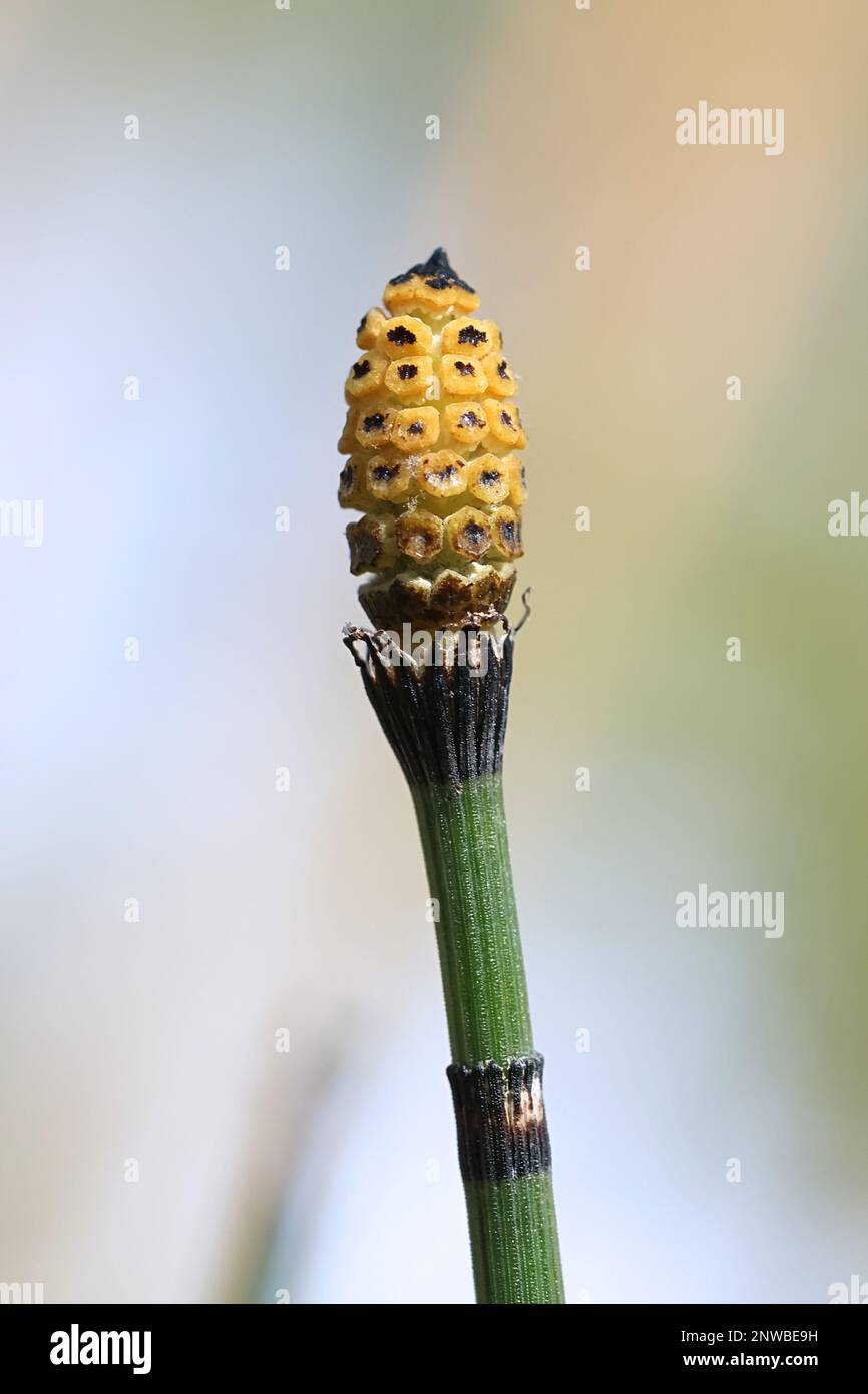 Equisetum hyemale, commonly known as rough horsetail, scouring rush or ...