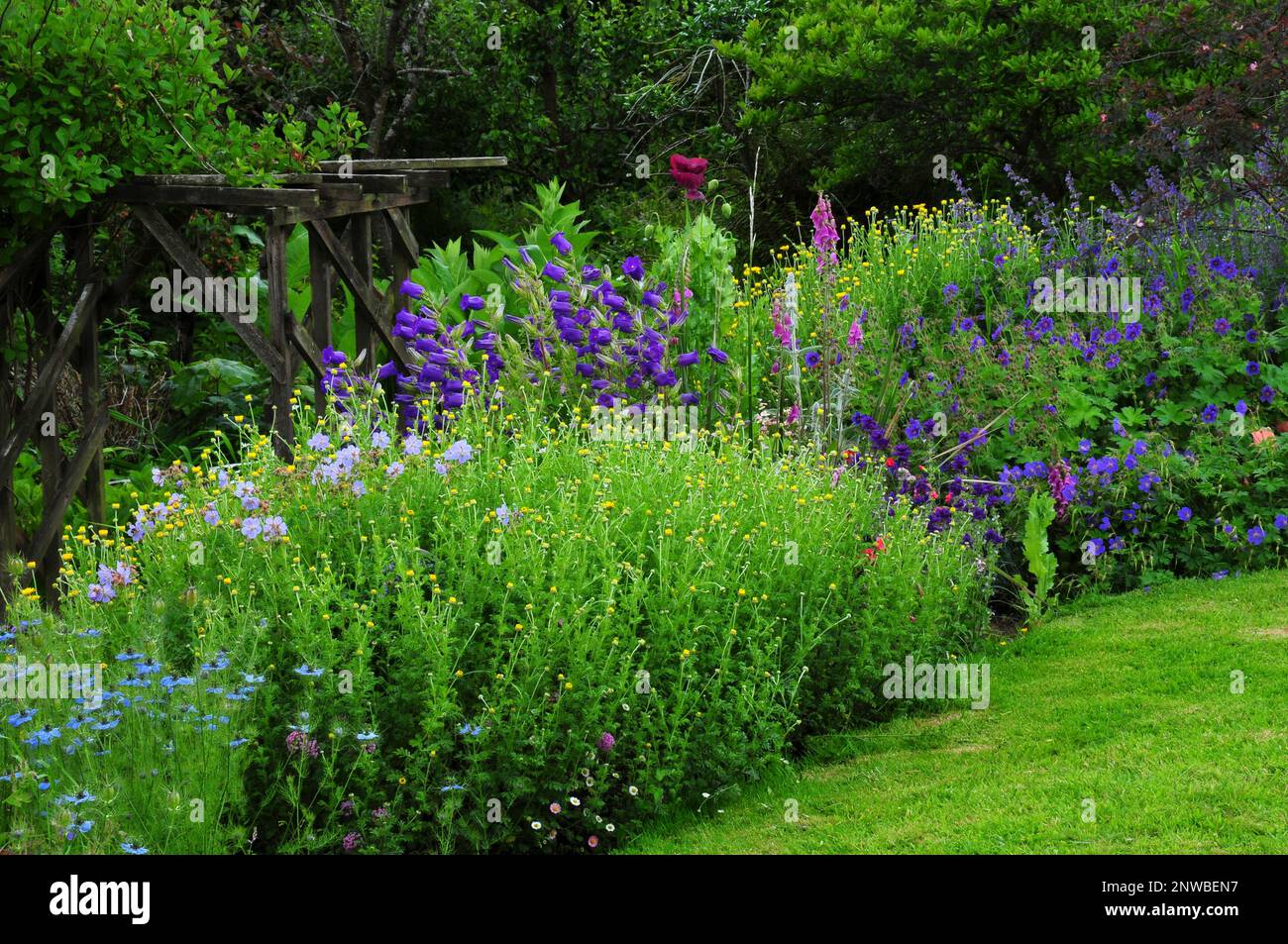 Perennial flower border with Canterbury bells, foxgloves and geraniums ...
