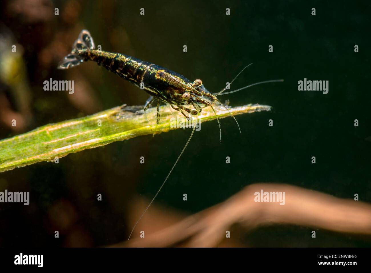 Crystal shrimp - freshwater shrimp in aquarium Stock Photo - Alamy