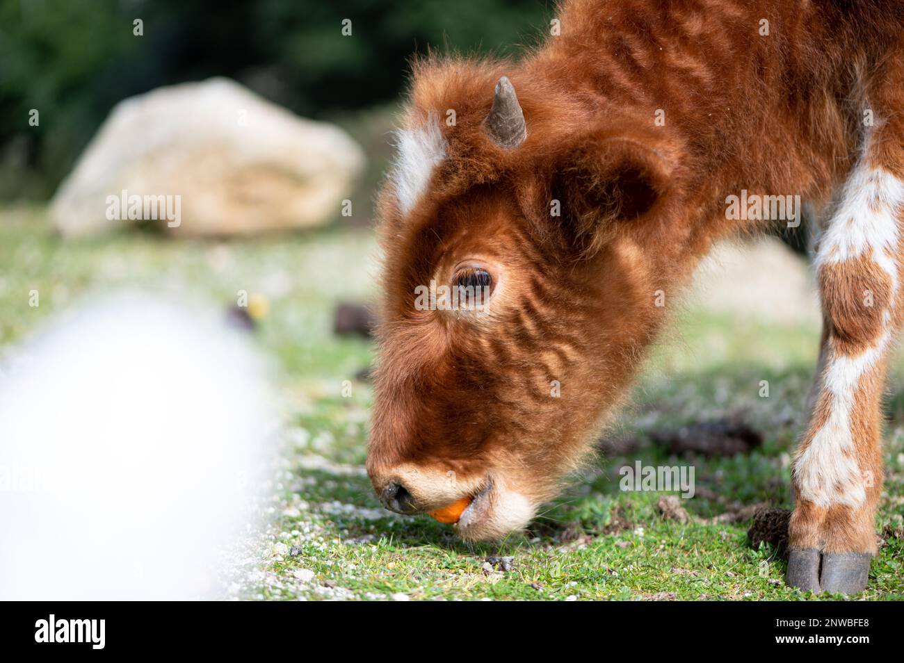 Portrait d'une belle vache sauvage marron et blanche Stock Photo - Alamy