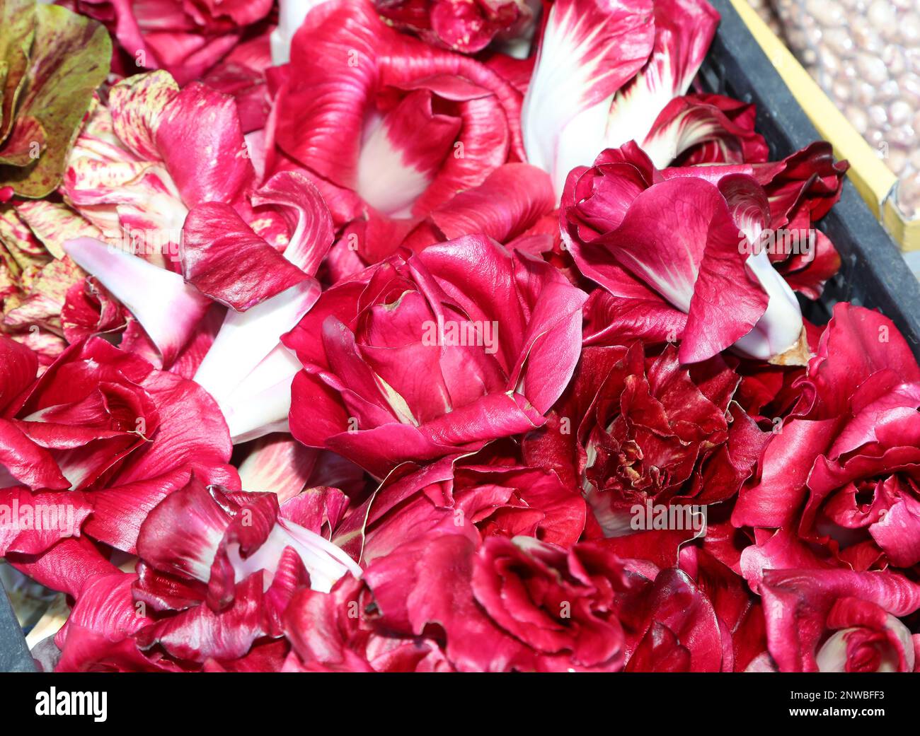 red lettuce called Radicchio in Italy in the fruit and vegetable market ...
