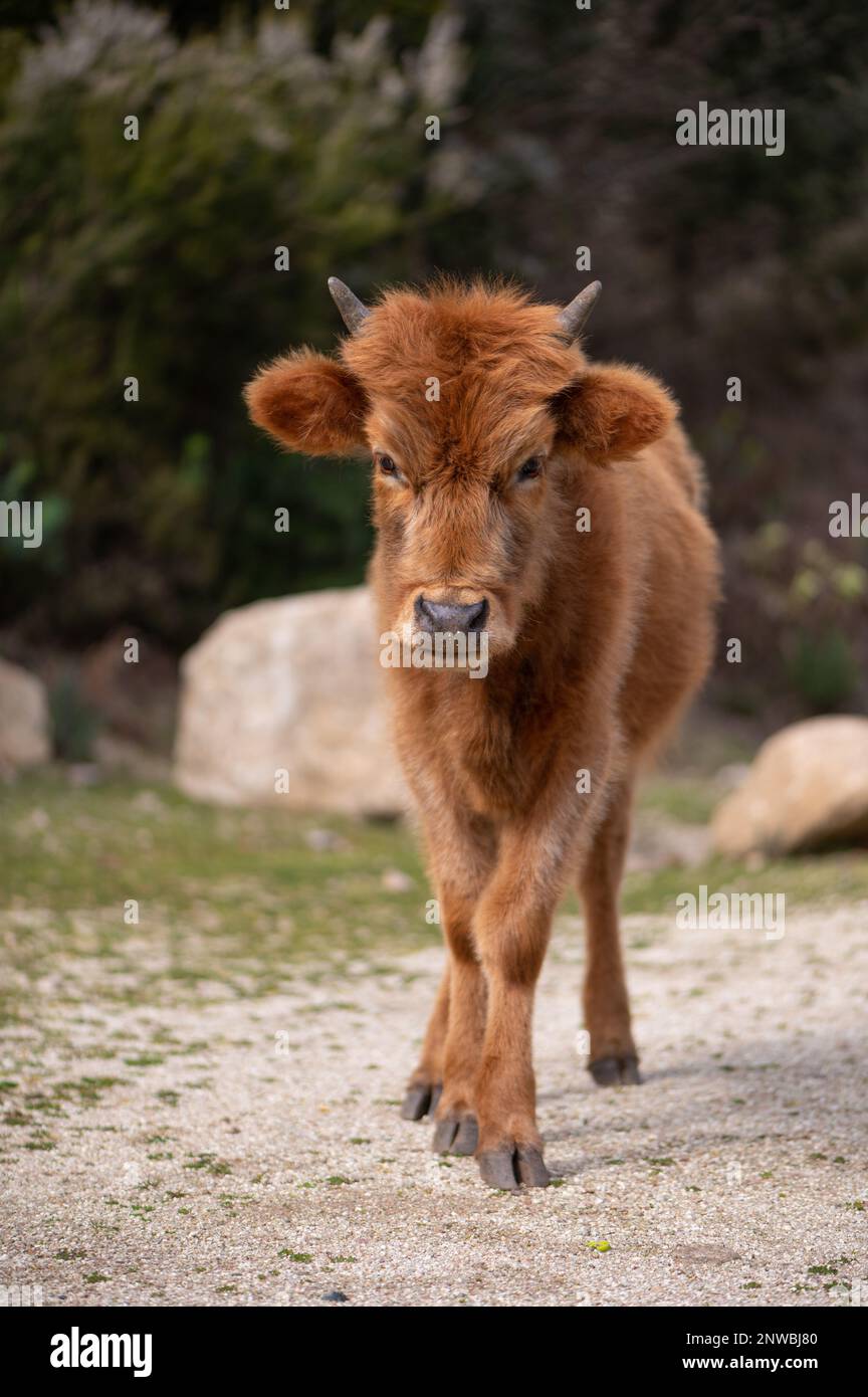 Portrait d'une belle vache sauvage marron et blanche Stock Photo - Alamy