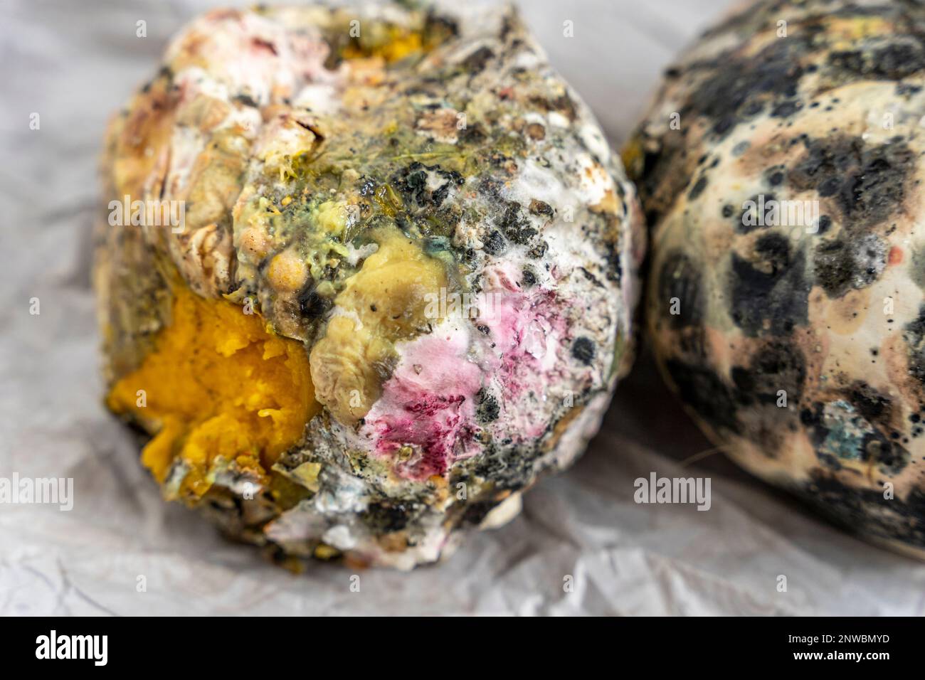 Mucus covered hi-res stock photography and images - Alamy
