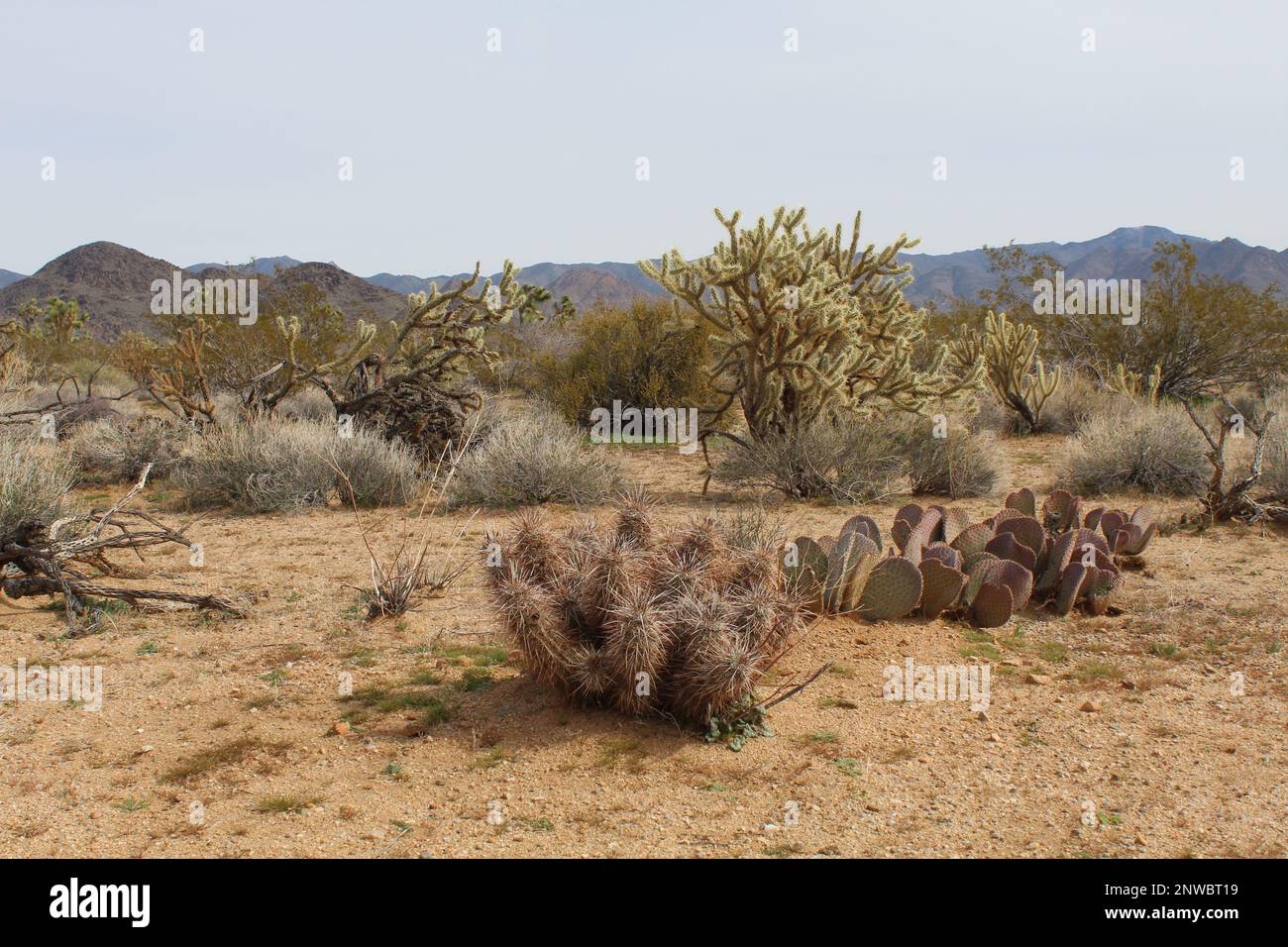 Barrel cactus rocky landscape hi-res stock photography and images - Alamy