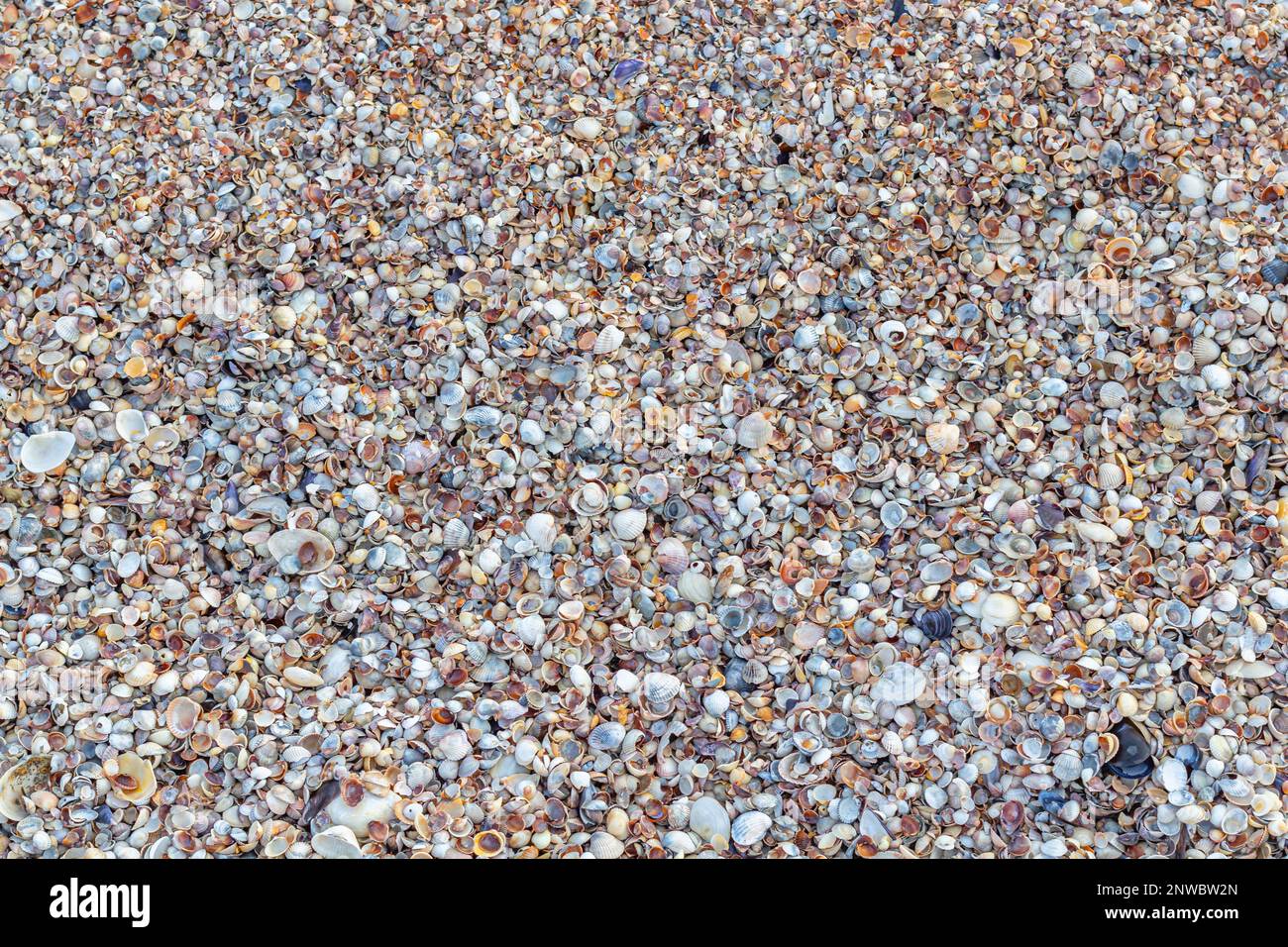 Shell close-up. The ocean coast. Background of seashells. View from ...