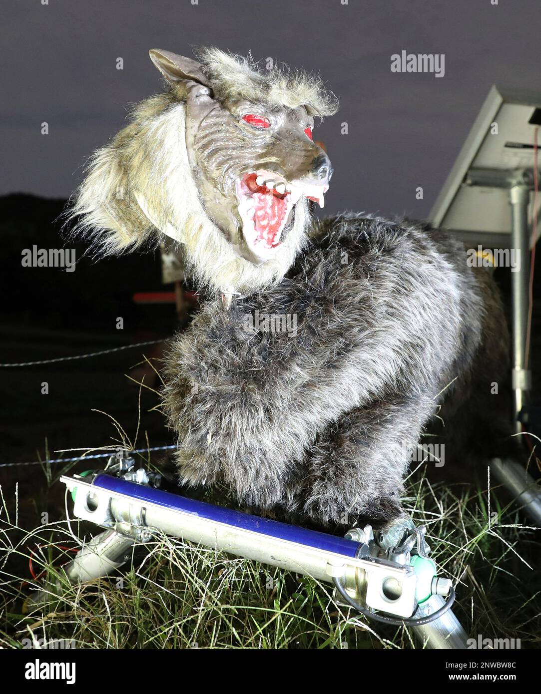 A robot called " Super Monster Wolf'' is set to protect from serious ...