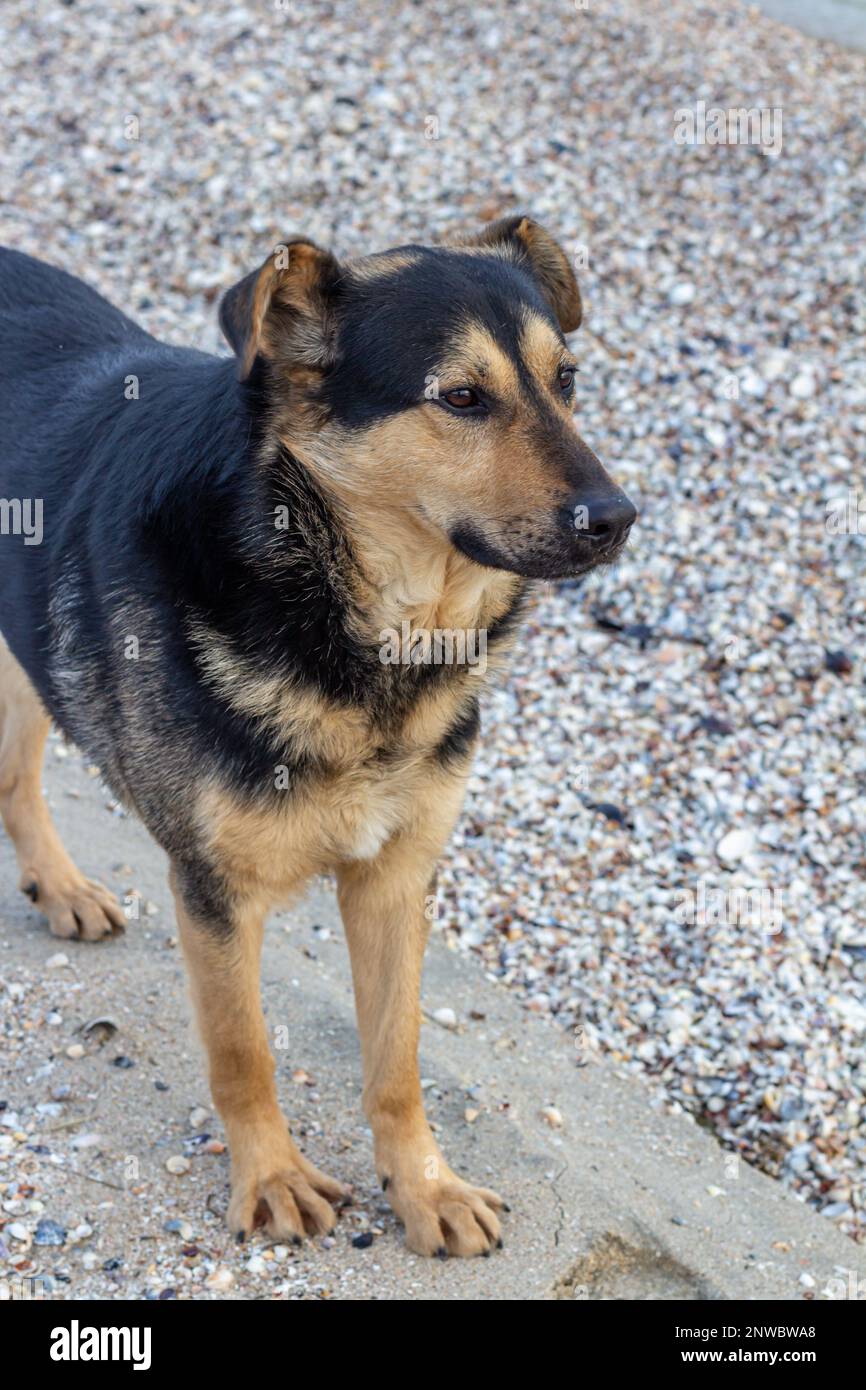 Big dog barking hi-res stock photography and images - Alamy