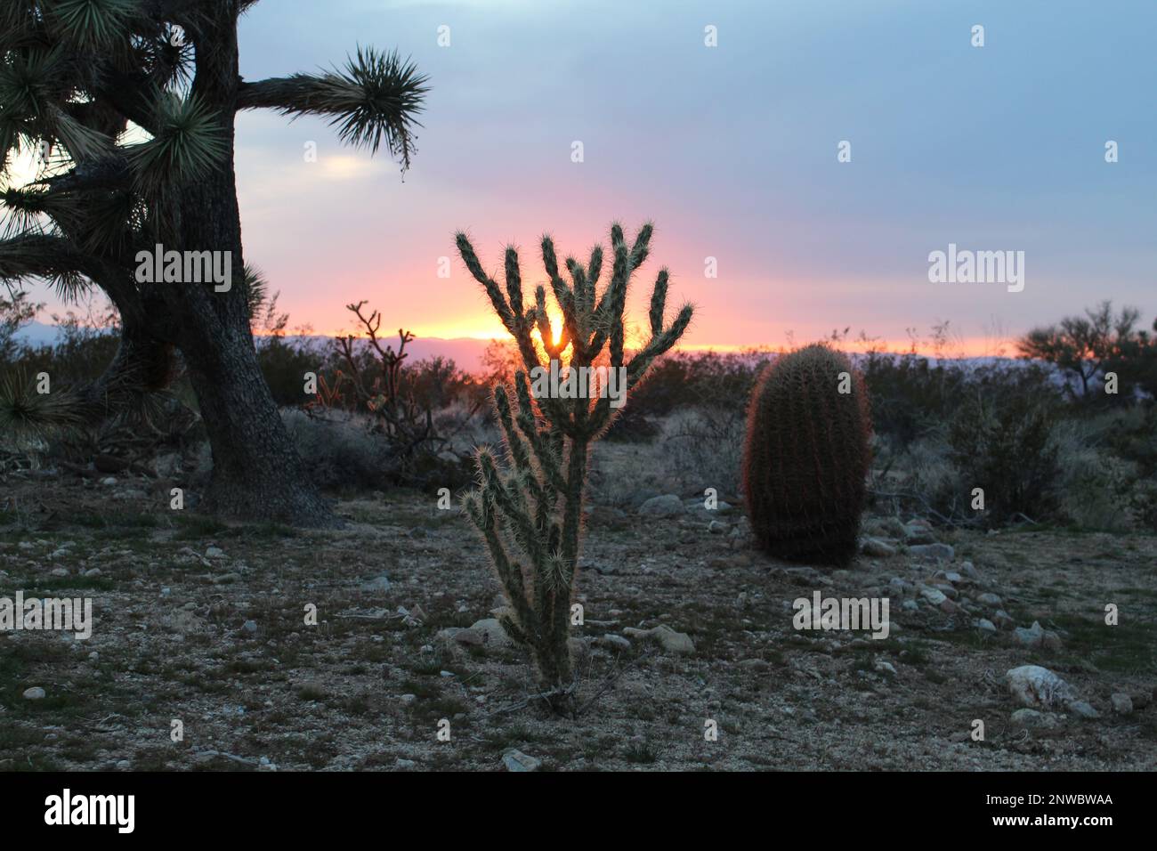 cactus at sunset, sunsetting in the Arizona desert with Joshua tree ...