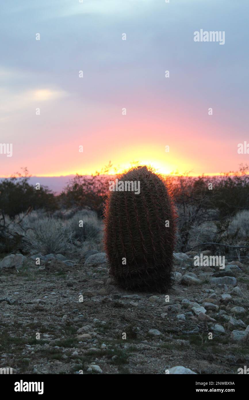 cactus at sunset, sunsetting in the Arizona desert Stock Photo - Alamy