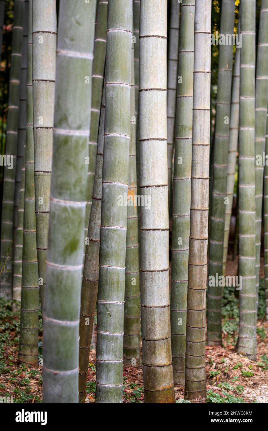 Hokokuji Temple, also known as "Bamboo Temple,” Kamakura, Japan Stock ...