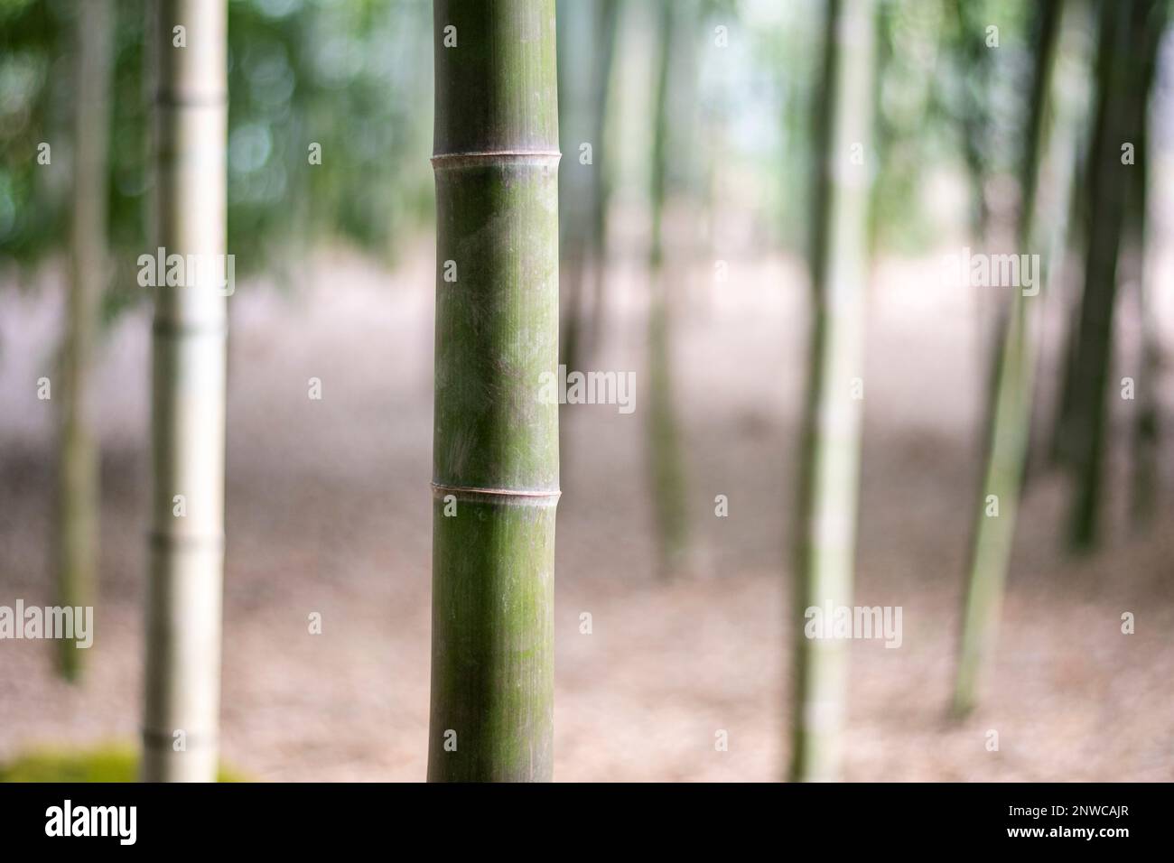Hokokuji Temple, also known as "Bamboo Temple,” Kamakura, Japan Stock ...
