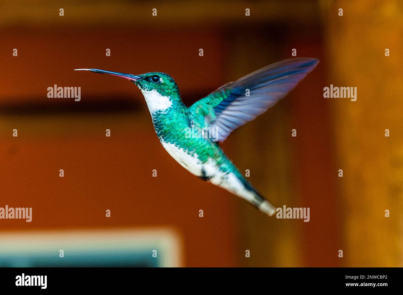 Hummingbird colors hi-res stock photography and images - Alamy