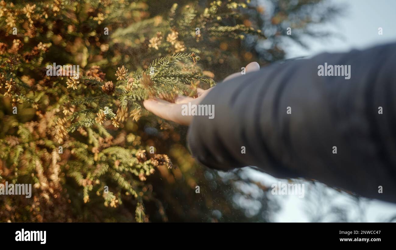Man Touching Pine Tree Leaves with Close-up Hand in the Outdoors Stock ...
