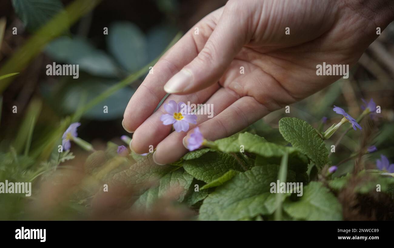 Close-up of Hand Touching Beautiful Purple Wildflower in Natural ...