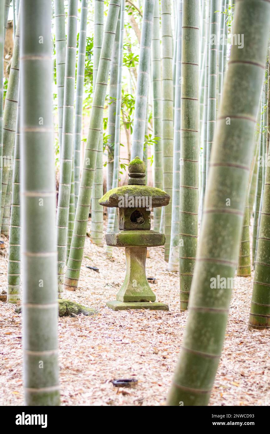 Hokokuji Temple, also known as "Bamboo Temple,” Kamakura, Japan Stock ...