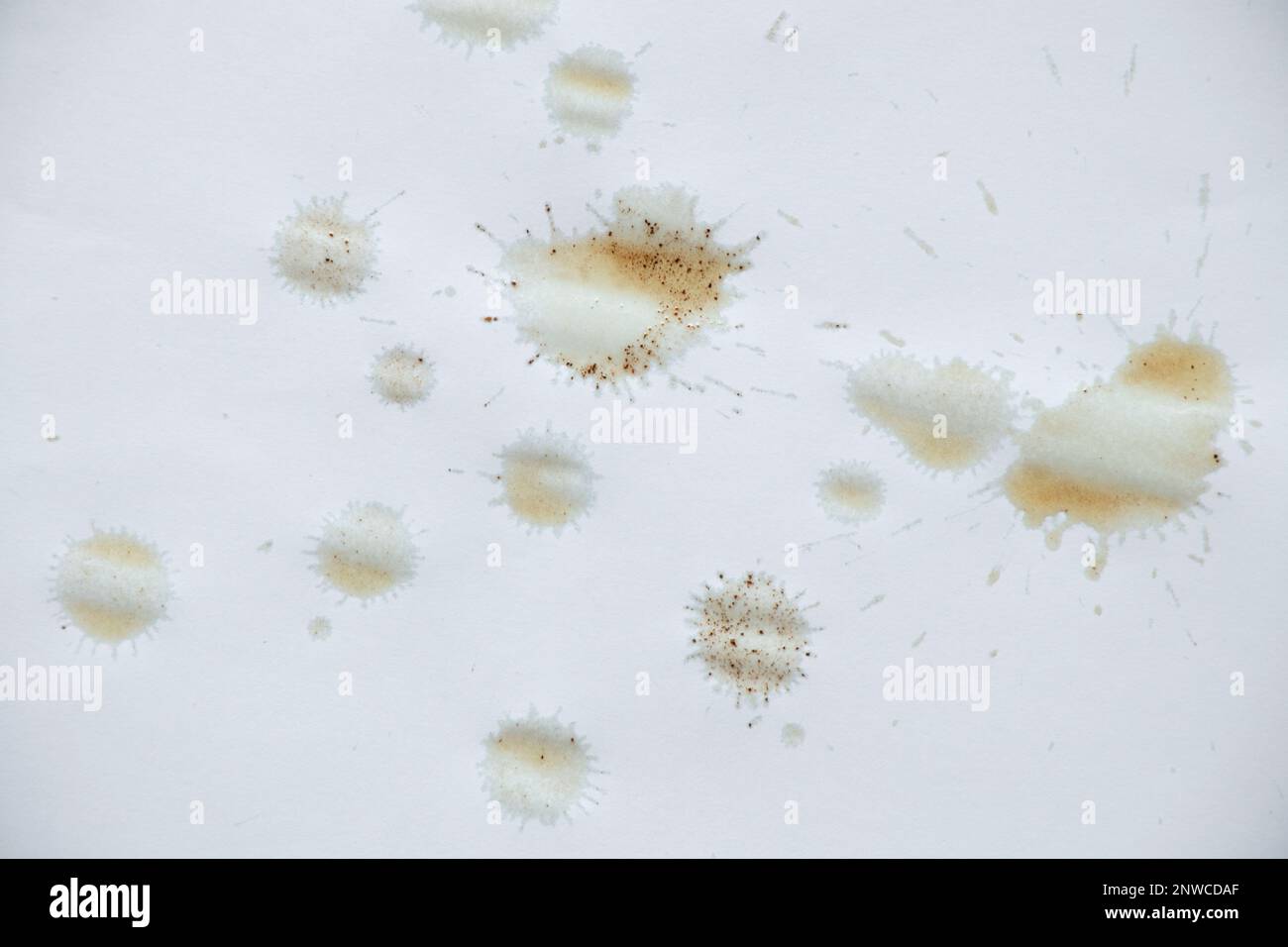 coffee stains on white paper, a drop of coffee on a white background ...