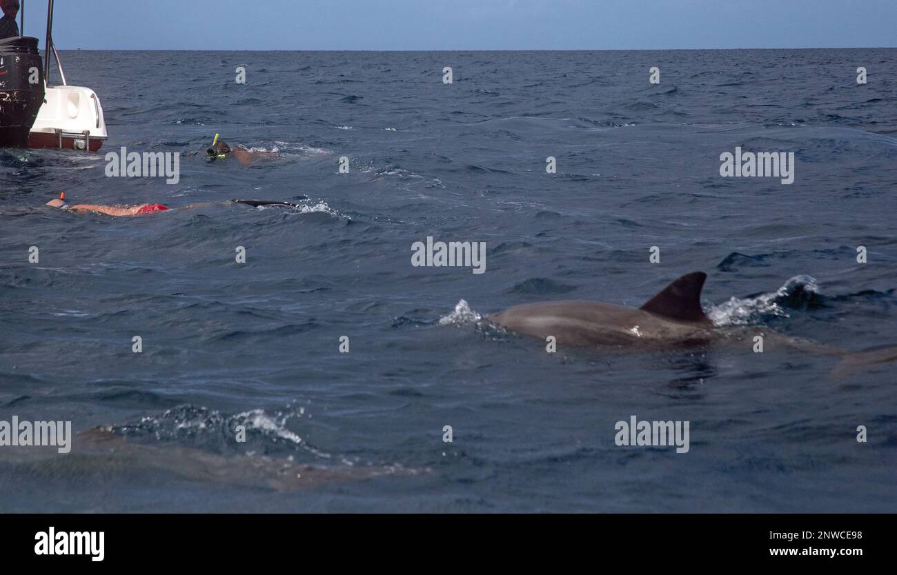 Bel Hombre, Mauritius, Africa, February 10th 2023, wild dolphins ...