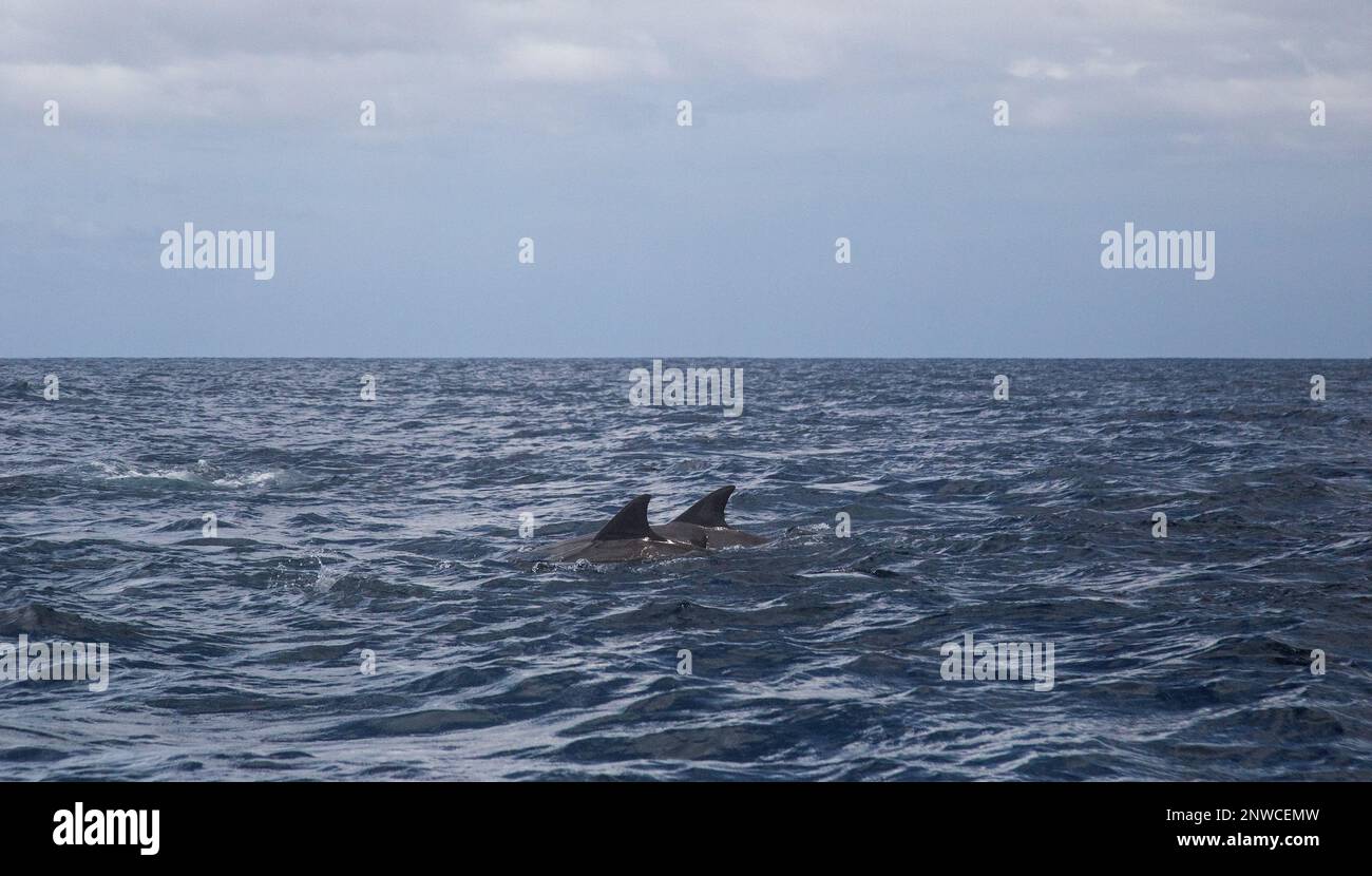 Bel Hombre, Mauritius, Africa, February 10th 2023, wild dolphins ...