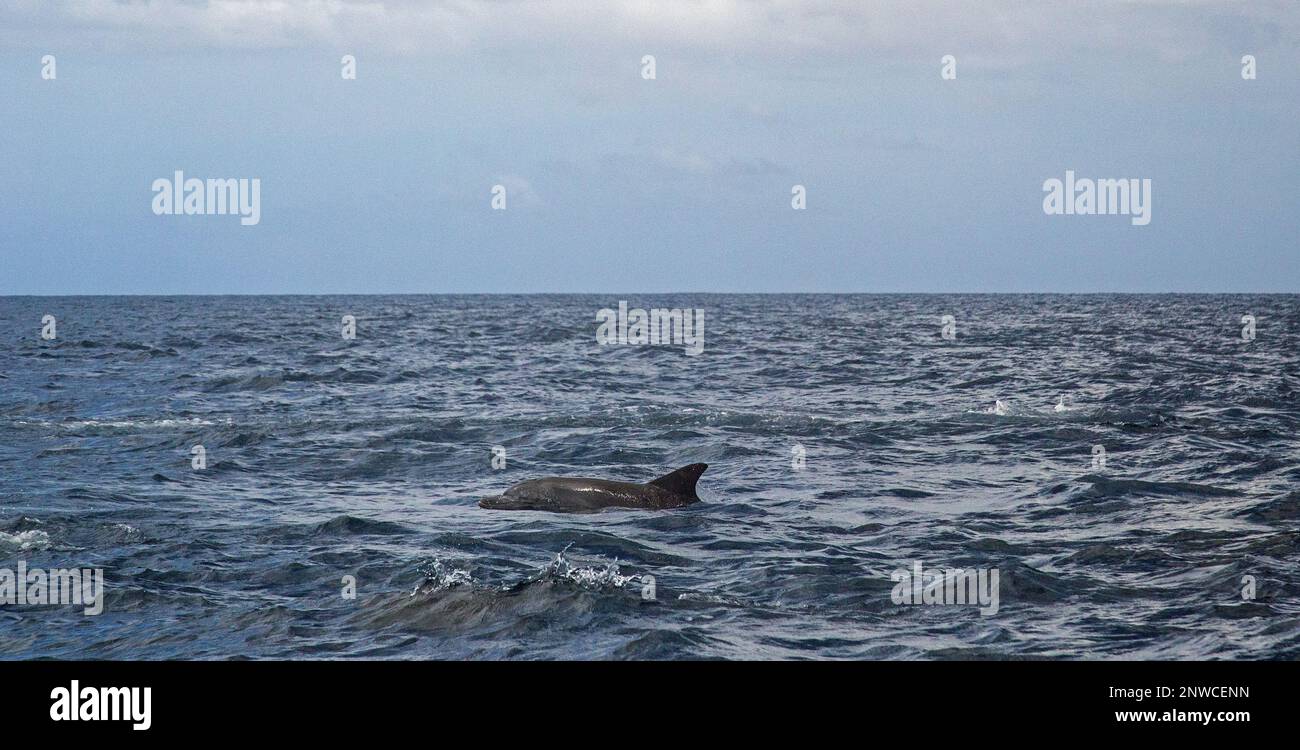 Bel Hombre, Mauritius, Africa, February 10th 2023, wild dolphins ...