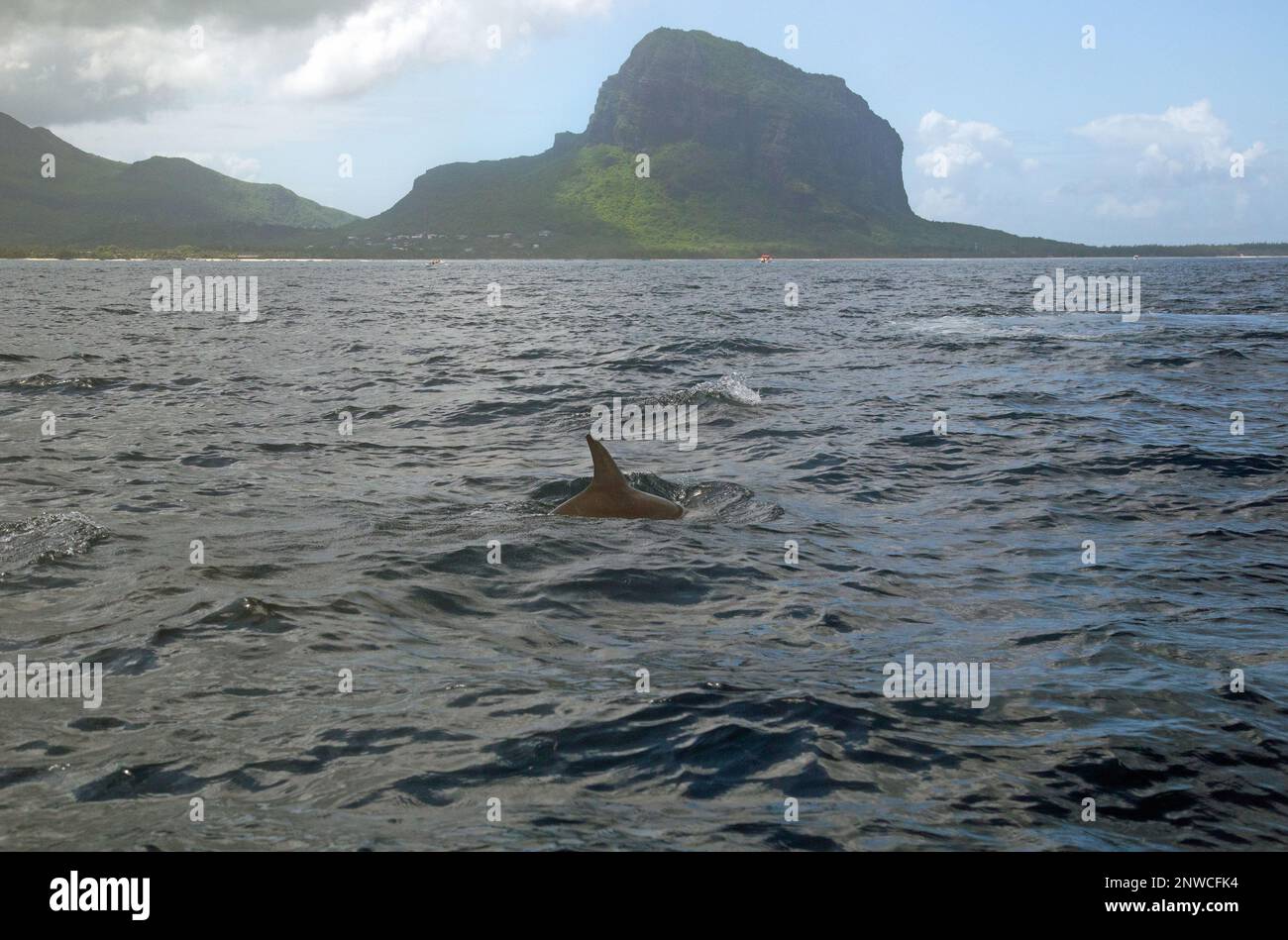 Bel Hombre, Mauritius, Africa, February 10th 2023, wild dolphins ...