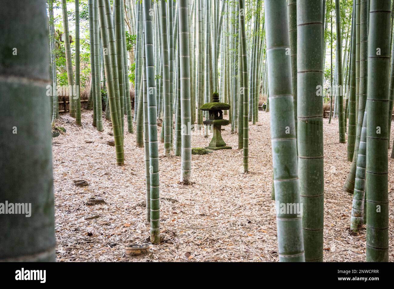Hokokuji Temple, also known as "Bamboo Temple,” Kamakura, Japan Stock ...