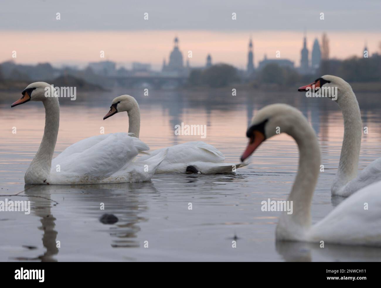 Swans swim on the Elbe river in front of the old town of Dresden ...